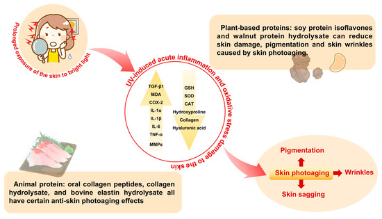Research Progress on New Functions of Animal and Plant Proteins