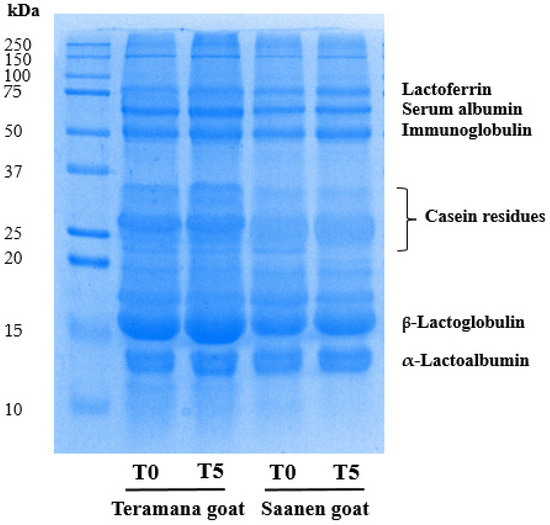 Evaluation of Chemical and Nutritional Characteristics of Ricotta ...