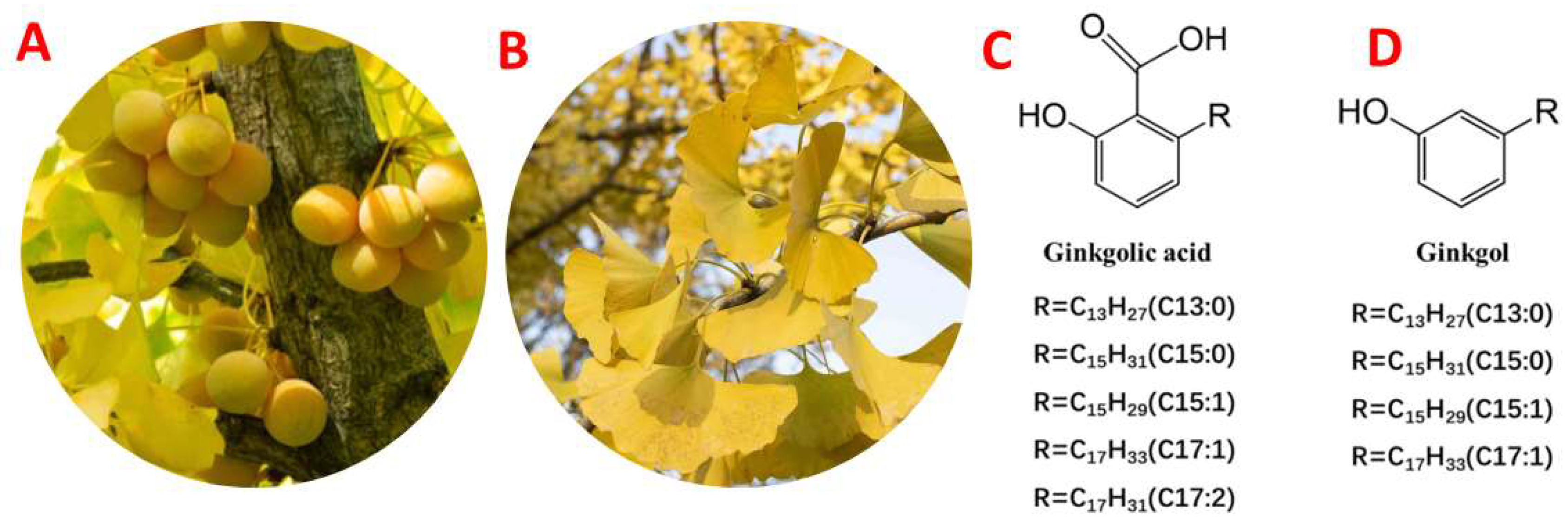 Development, Validation, and Application of High-Performance Liquid ...