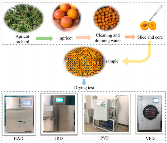 Effects of Different Drying Methods on Drying Characteristics, Microstructure, Quality, and ...
