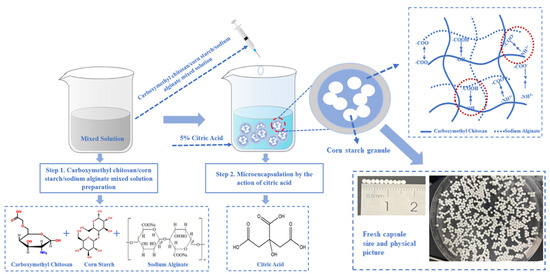 The Construction of Sodium Alginate/Carboxymethyl Chitosan ...