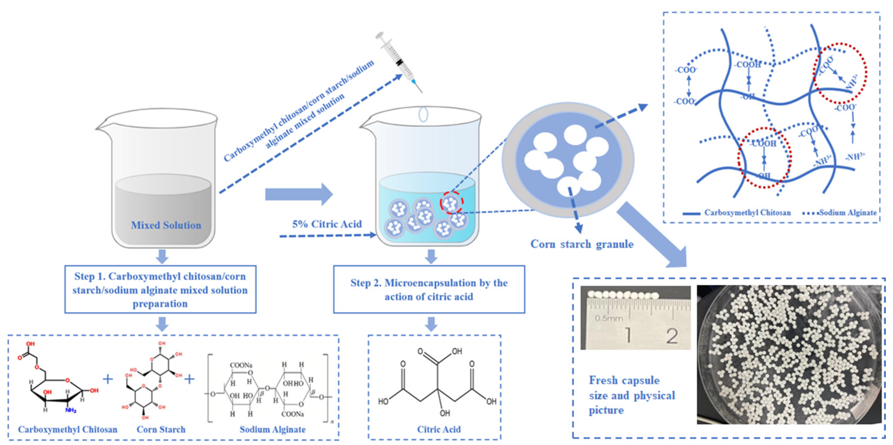 The Construction of Sodium Alginate/Carboxymethyl Chitosan ...