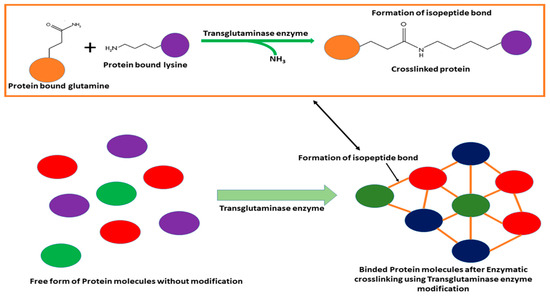 Extraction, Modification, Biofunctionality, and Food Applications of ...