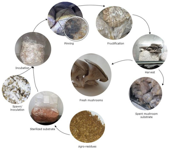 Pre- and Postharvest Strategies for Pleurotus ostreatus Mushroom in a Circular Economy Approach
