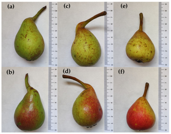Valorization of a Local Italian Pear (Pyrus communis L. cv. ‘Petrucina’)