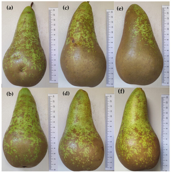 Valorization of a Local Italian Pear (Pyrus communis L. cv. ‘Petrucina’)