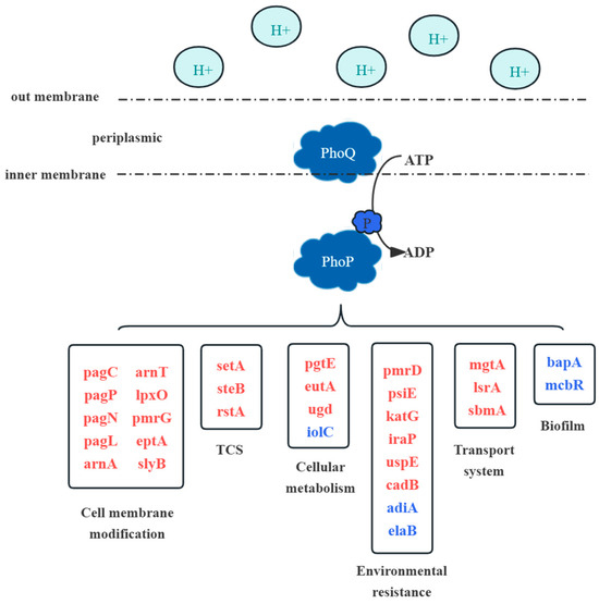 The Effect of the PhoP/PhoQ System on the Regulation of Multi-Stress ...