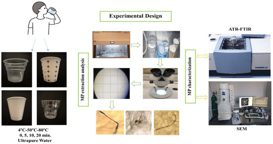 Microplastic Release from Single-Use Plastic Beverage Cups