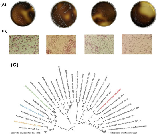 The Utilization by Bacteroides spp. of a Purified Polysaccharide from ...