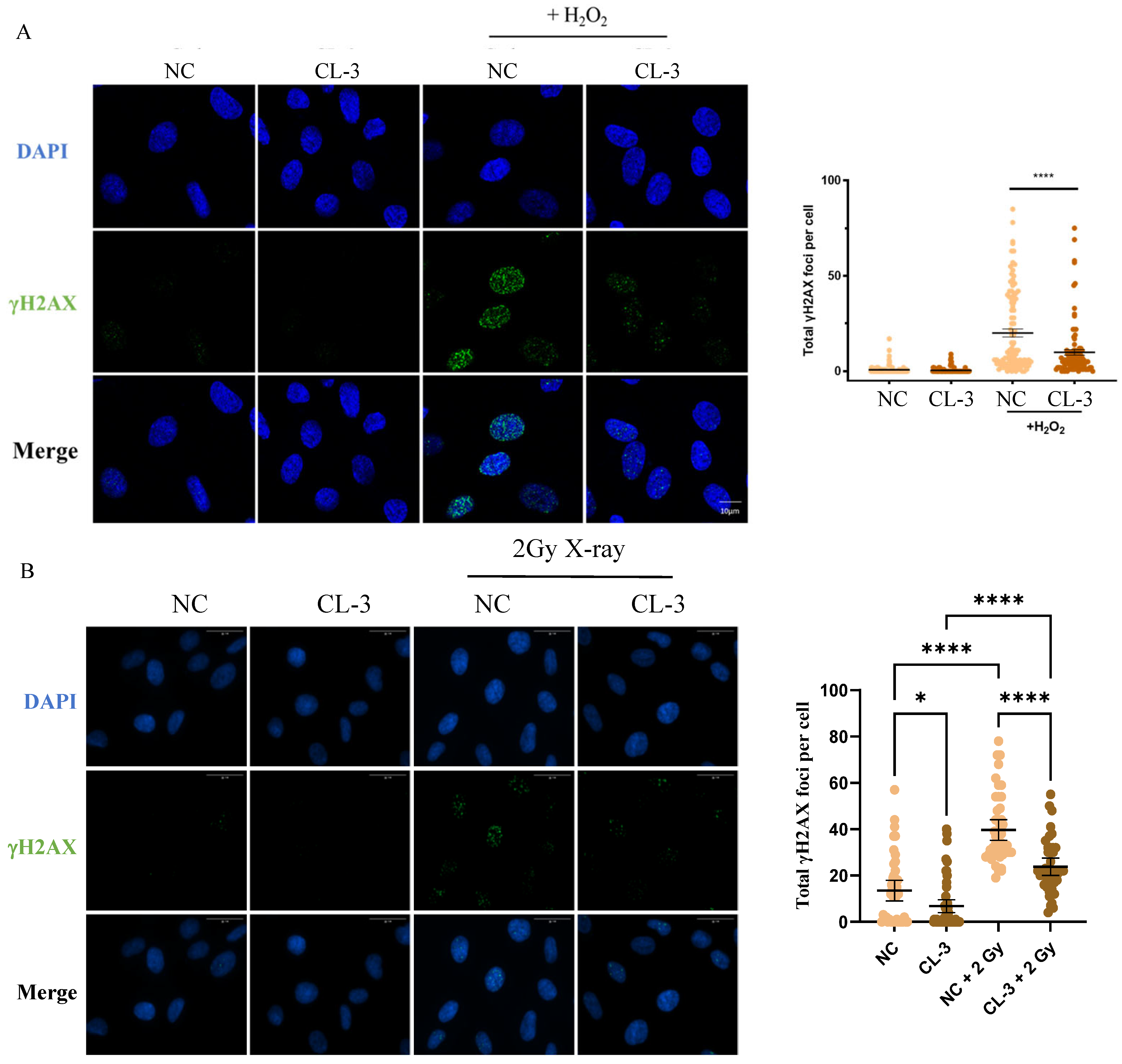 Rosa roxburghii Fruit Extracts Upregulate Telomerase Activity and ...