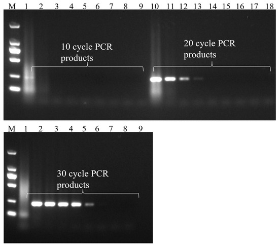 Construction of PCR-SERS Method for Detection of Vibrio parahaemolyticus