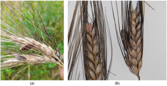 Climate Effects on Ergot and Ergot Alkaloids Occurrence in Italian Wheat