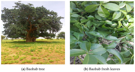 Major and Trace Elements of Baobab Leaves in Different Habitats and ...