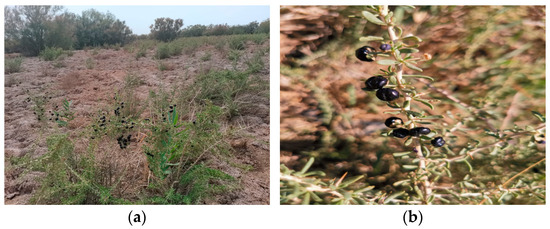 Advances in the Preparation, Structure and Bioactivity of ...