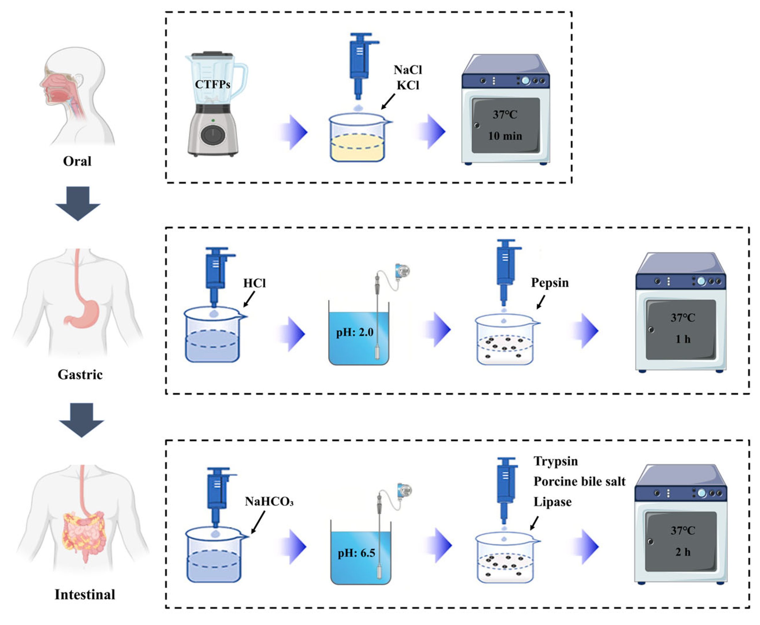 Effects of Inoculating Autochthonous Starter Cultures on Changes of N ...