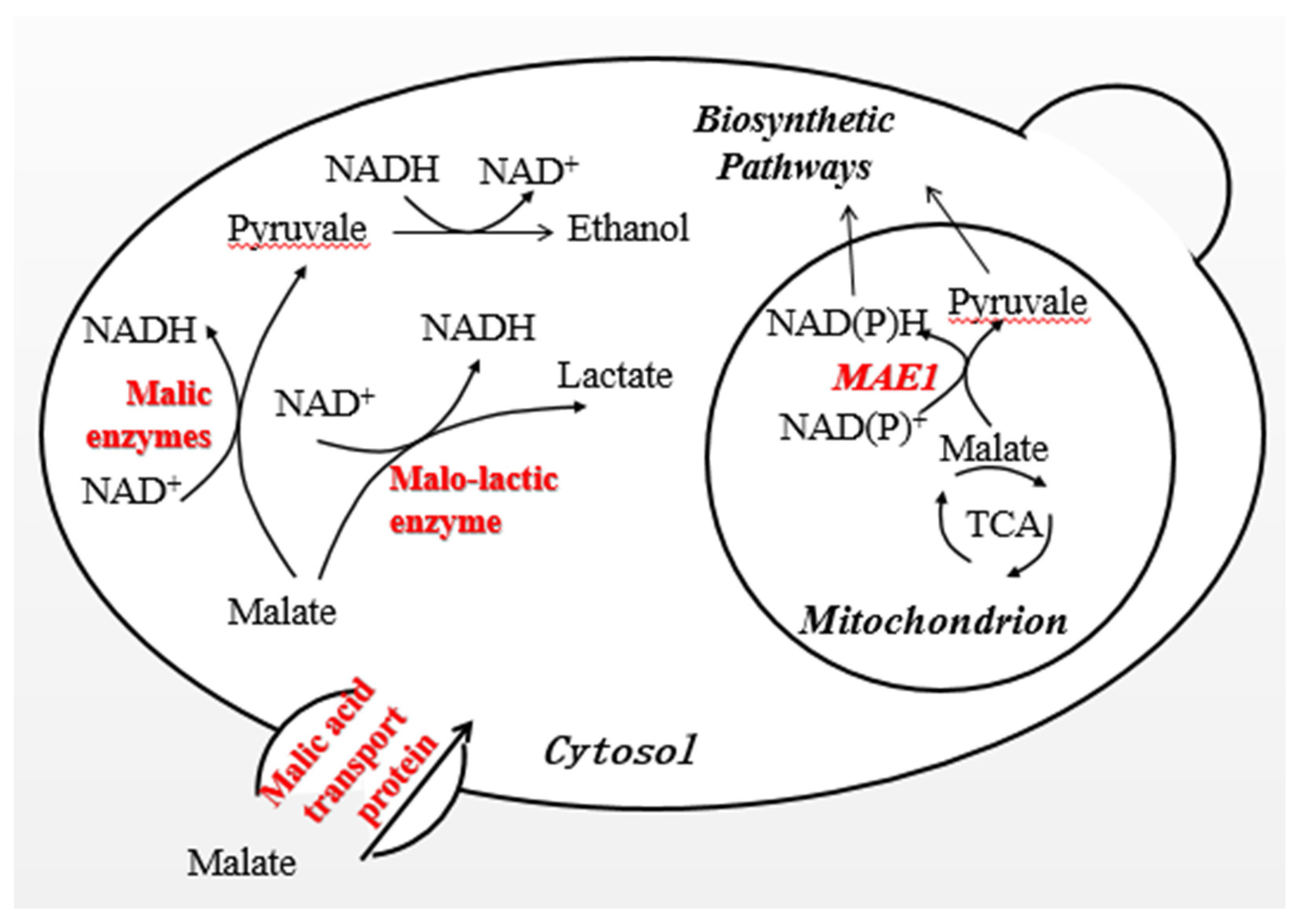 Effects of Heterologous Expression of Genes Related L–Malic acid ...