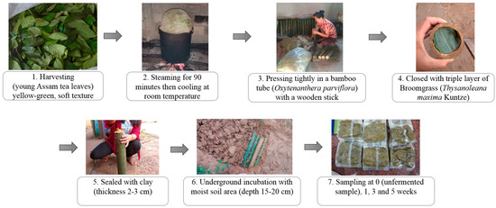 Microbial Population and Physicochemical Properties of Miang Fermented ...