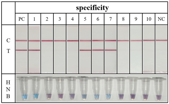 Visual Loop-Mediated Isothermal Amplification (LAMP) Assay for Rapid On ...
