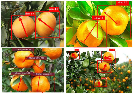 Monocular Pose Estimation Method for Automatic Citrus Harvesting Using Semantic Segmentation and ...