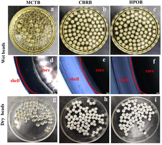 Shell–Core Microbeads Loaded with Probiotics: Influence of Lipid ...