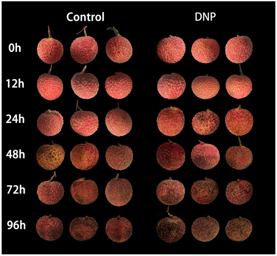Mechanisms of Litchi Response to Postharvest Energy Deficiency via ...