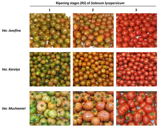 Evaluation of the Impact of the Ripening Stage on the Composition and ...
