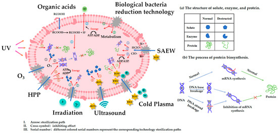 Research Progress on Bacteria-Reducing Pretreatment Technology of Meat