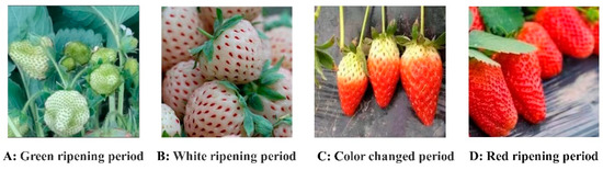 CR-YOLOv9: Improved YOLOv9 Multi-Stage Strawberry Fruit Maturity Detection Application ...