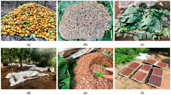 Foods | Free Full-Text | Influences of Depulping, Pod Storage and ...