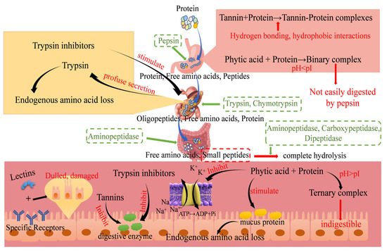 Effect of Germination on the Digestion of Legume Proteins