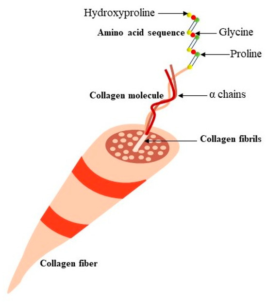A Review on Fish Skin-Derived Gelatin: Elucidating the Gelatin Peptides ...