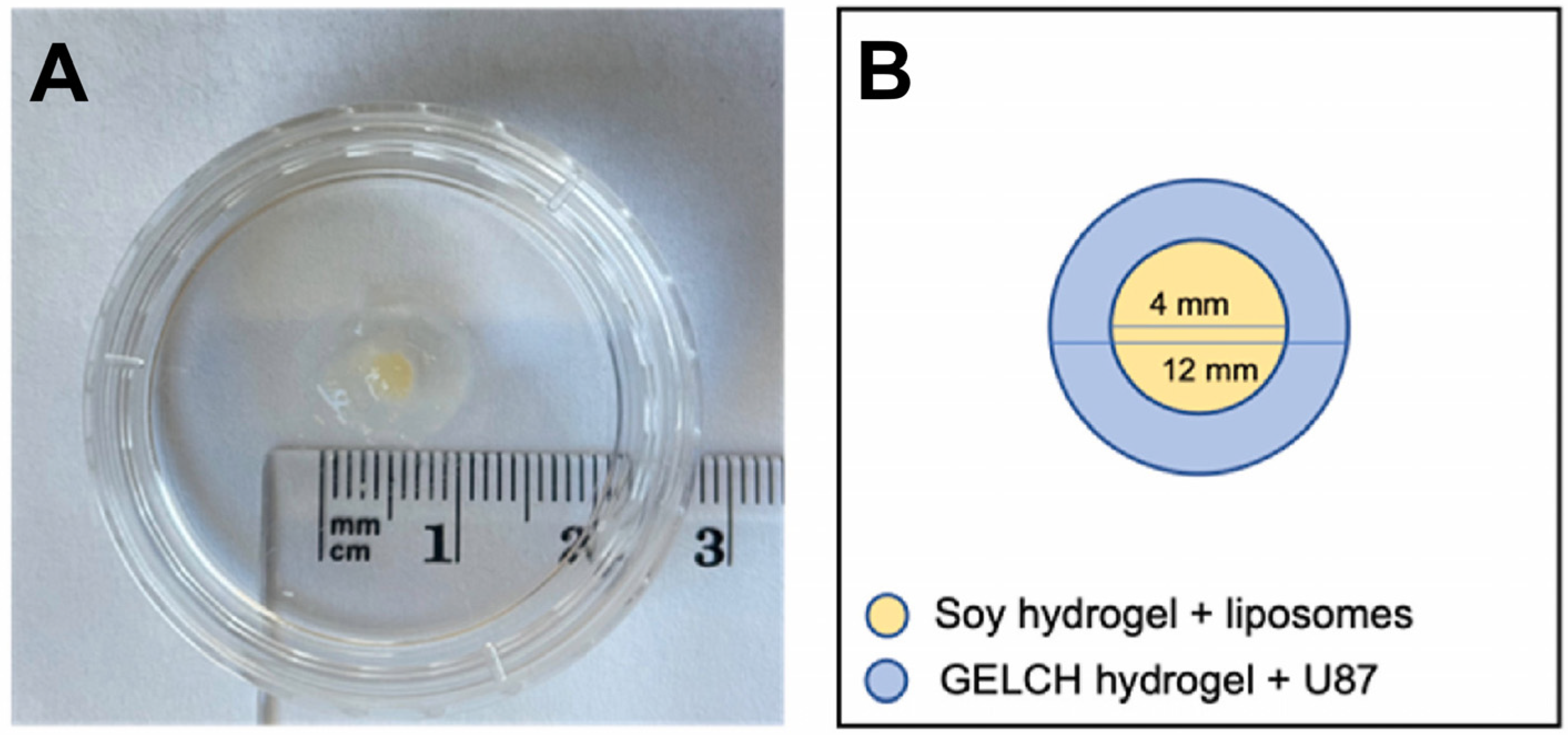 Natural Food Components as Biocompatible Carriers: A Novel Approach to ...