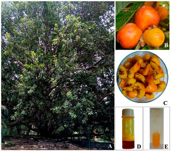 Nutritional Value, Fatty Acid and Phytochemical Composition, and ...