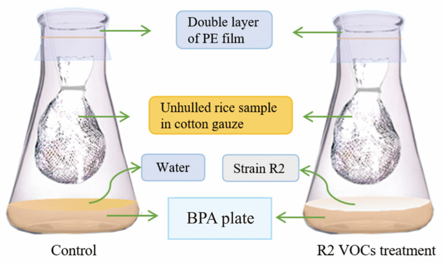 Volatile Organic Compounds Produced by Bacillus sp. Strain R2 Inhibit ...