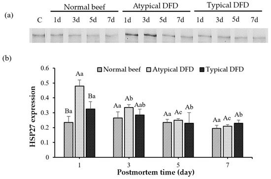 Role of Heat-Shock Proteins in the Determination of Postmortem ...