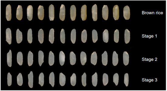 Physicochemical and Morphological Changes in Long-Grain Brown Rice ...
