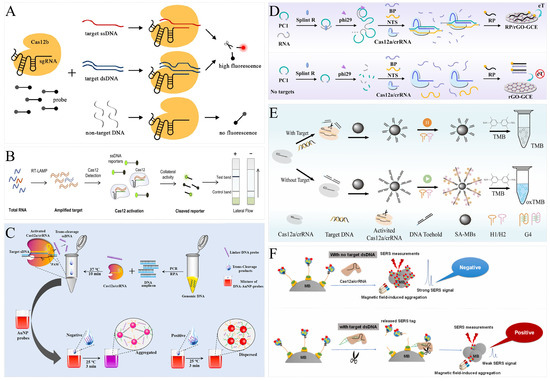 Recent Advances in the CRISPR/Cas-Based Nucleic Acid Biosensor for Food ...