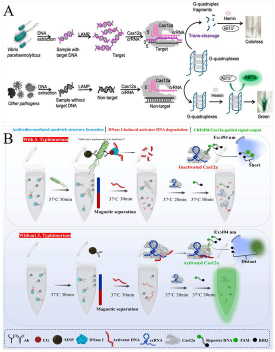 Recent Advances in the CRISPR/Cas-Based Nucleic Acid Biosensor for Food ...