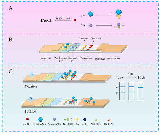 Detection of AFB1 by Immunochromatographic Test Strips Based on Double ...