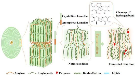 The Physicochemical Properties and Structure of Mung Bean Starch Fermented by Lactobacillus ...