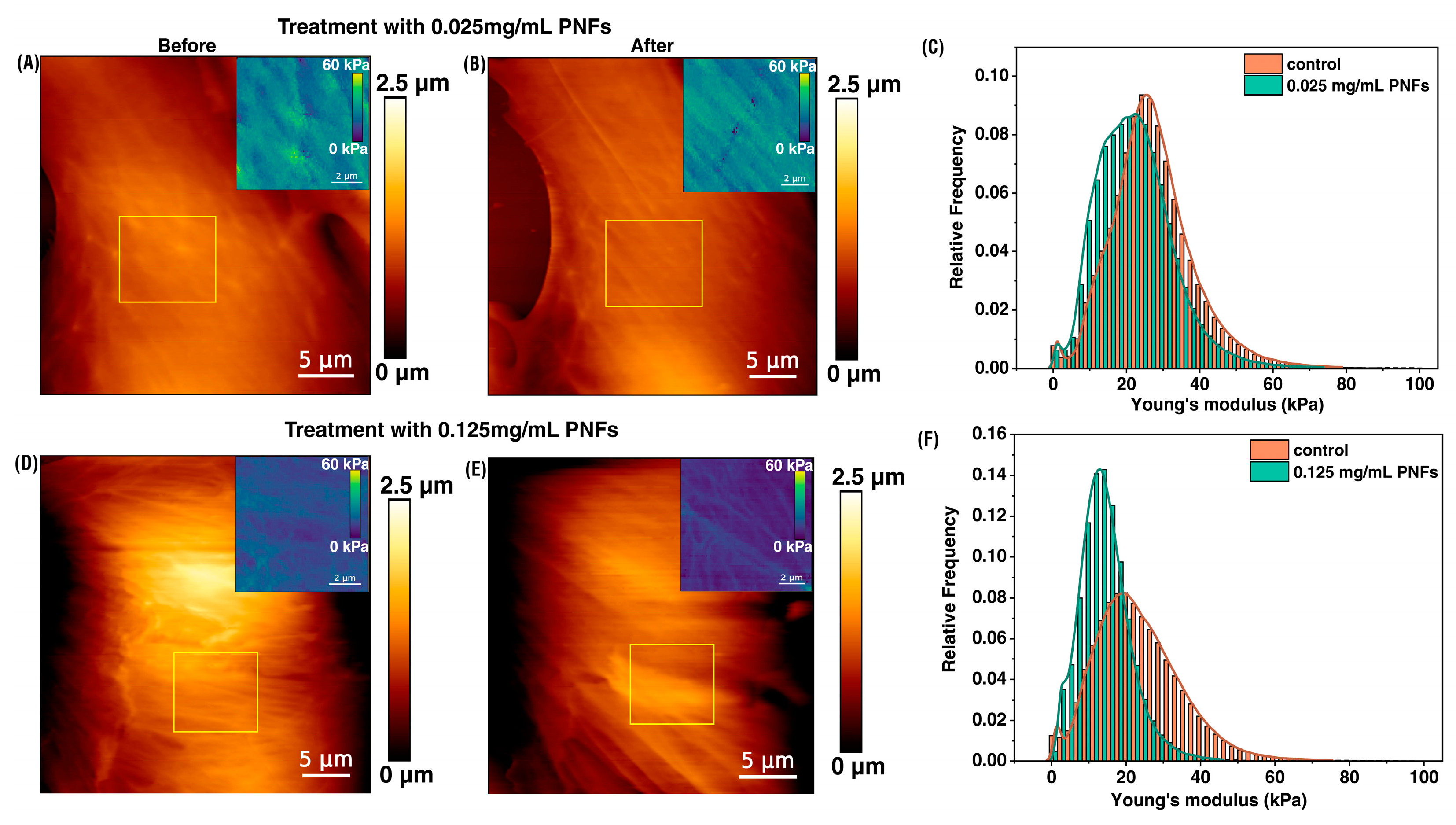 Fava Bean Protein Nanofibrils Modulate Cell Membrane Interfaces for ...
