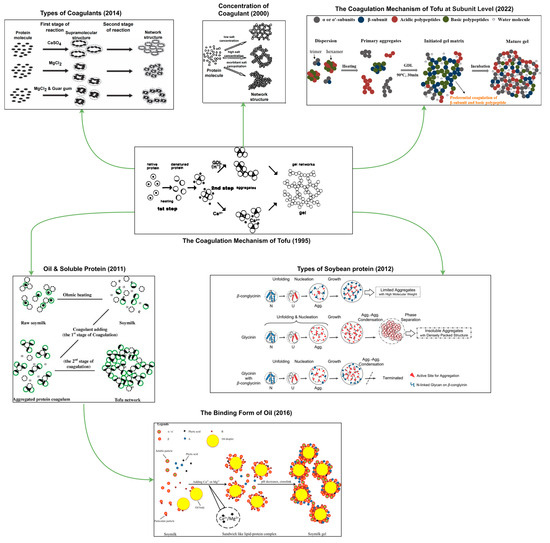 Research Progress on Tofu Coagulants and Their Coagulation Mechanisms