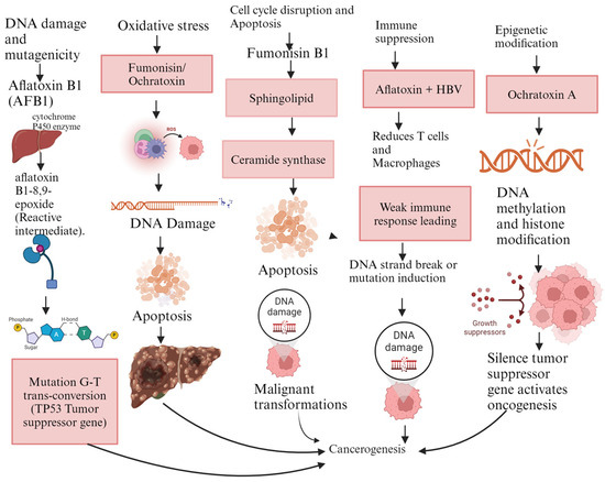 Mycotoxins in Food: Cancer Risks and Strategies for Control