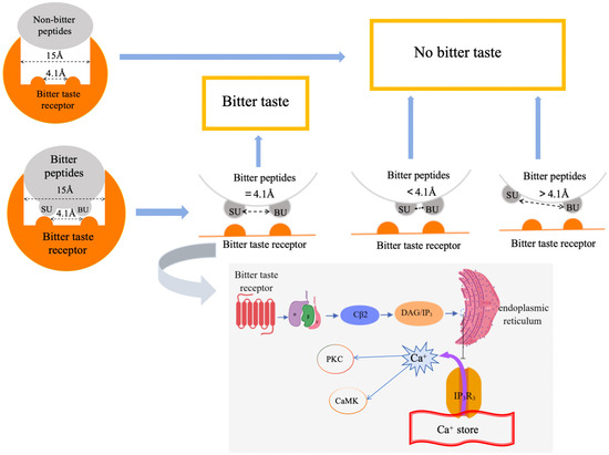 Bitter Perception and Effects of Foods Rich in Bitter Compounds on ...