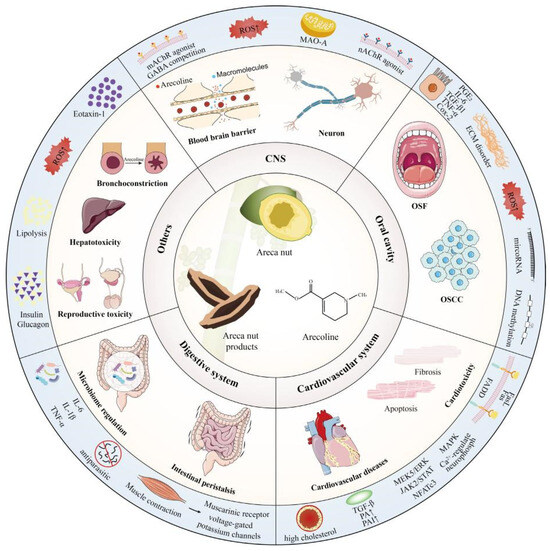 Recent Advance on Biological Activity and Toxicity of Arecoline in ...