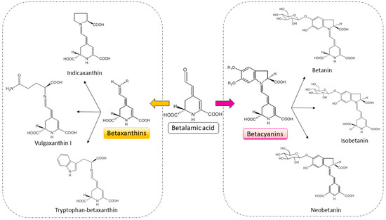 Betalains: A Narrative Review on Pharmacological Mechanisms Supporting ...