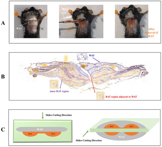 Spatial Metabolomics Reveals the Effects of Dietary Capsaicin ...