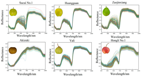 Detection of Pear Quality Using Hyperspectral Imaging Technology and ...