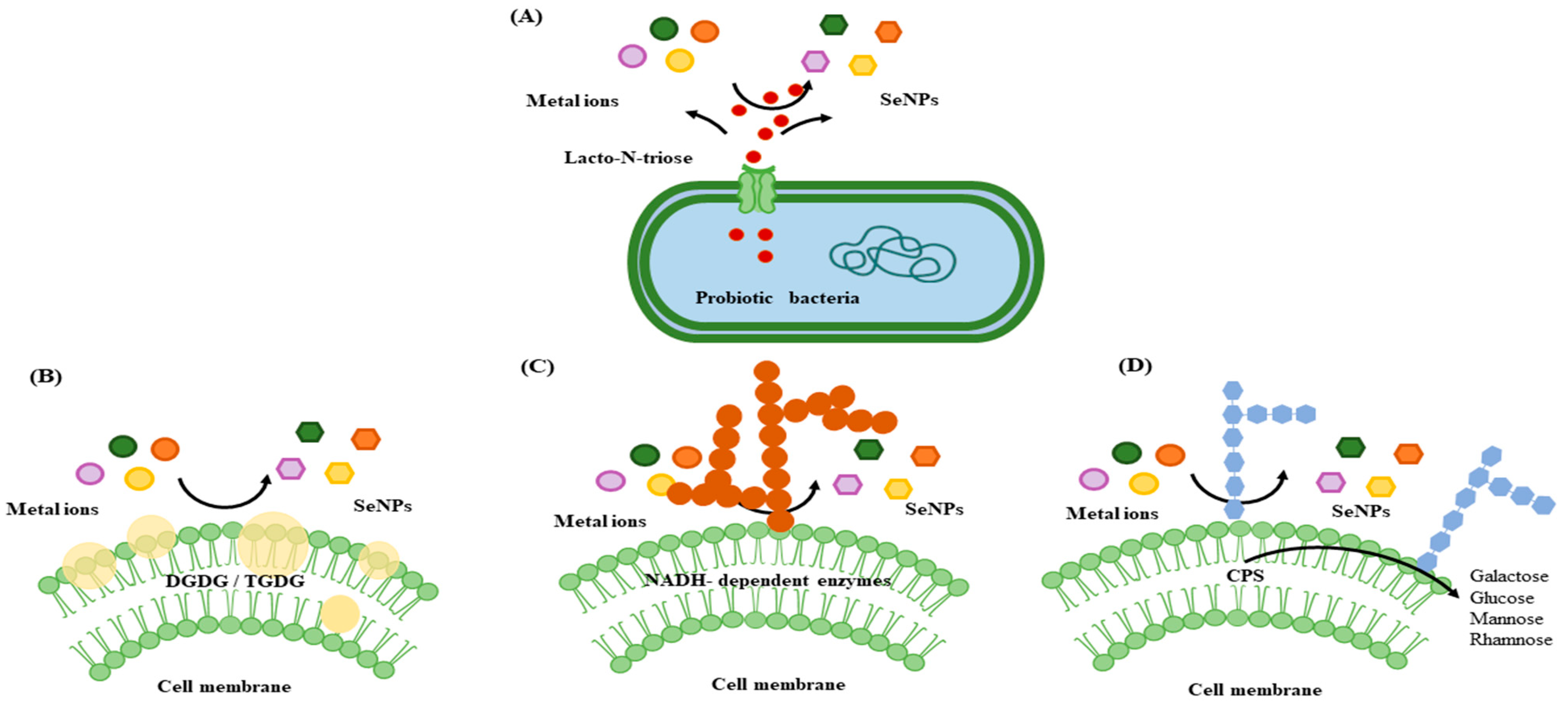 Targeting Spore-Forming Bacteria: A Review on the Antimicrobial Potential of Selenium Nanoparticles