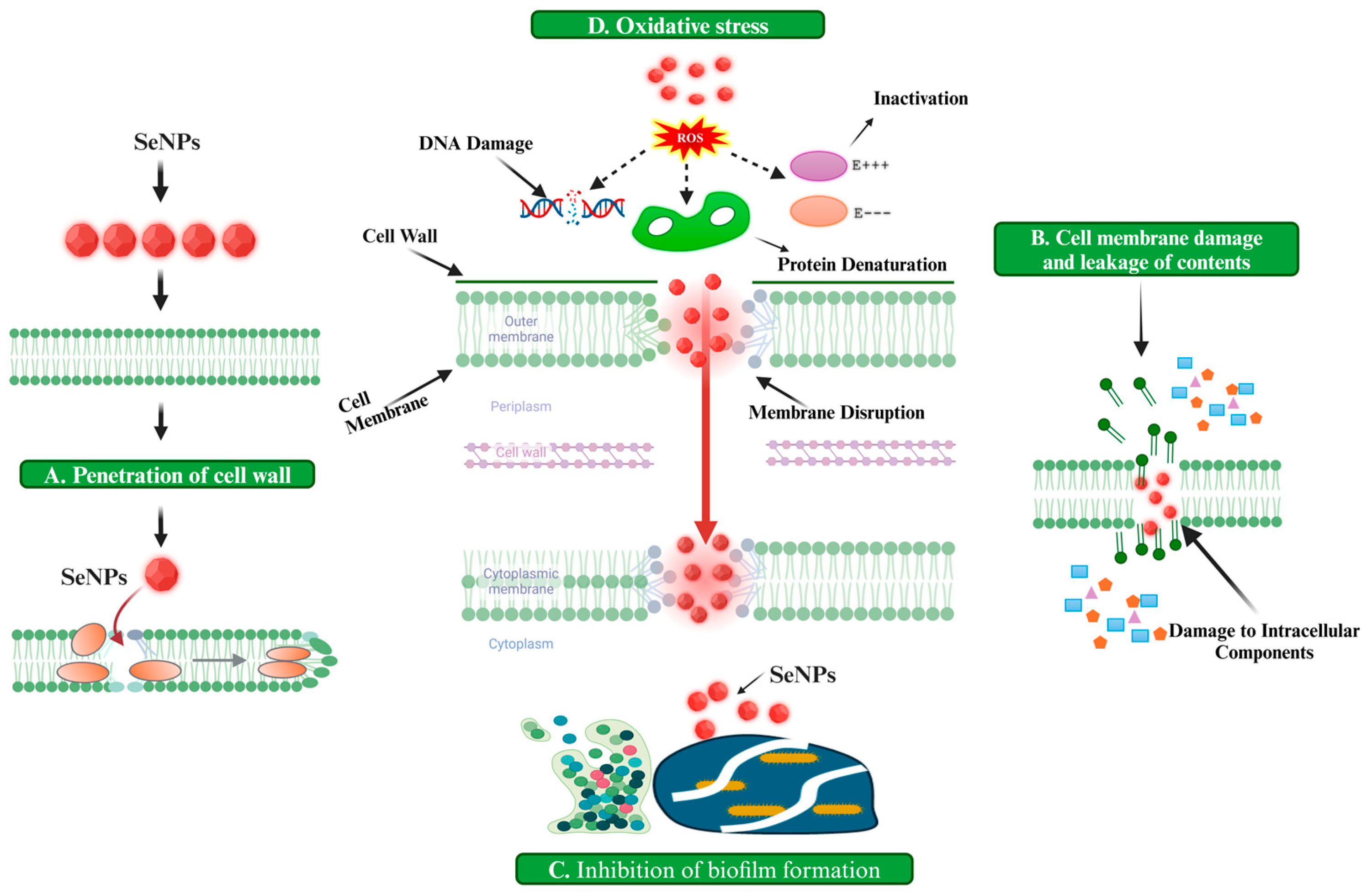 Targeting Spore-Forming Bacteria: A Review on the Antimicrobial Potential of Selenium Nanoparticles